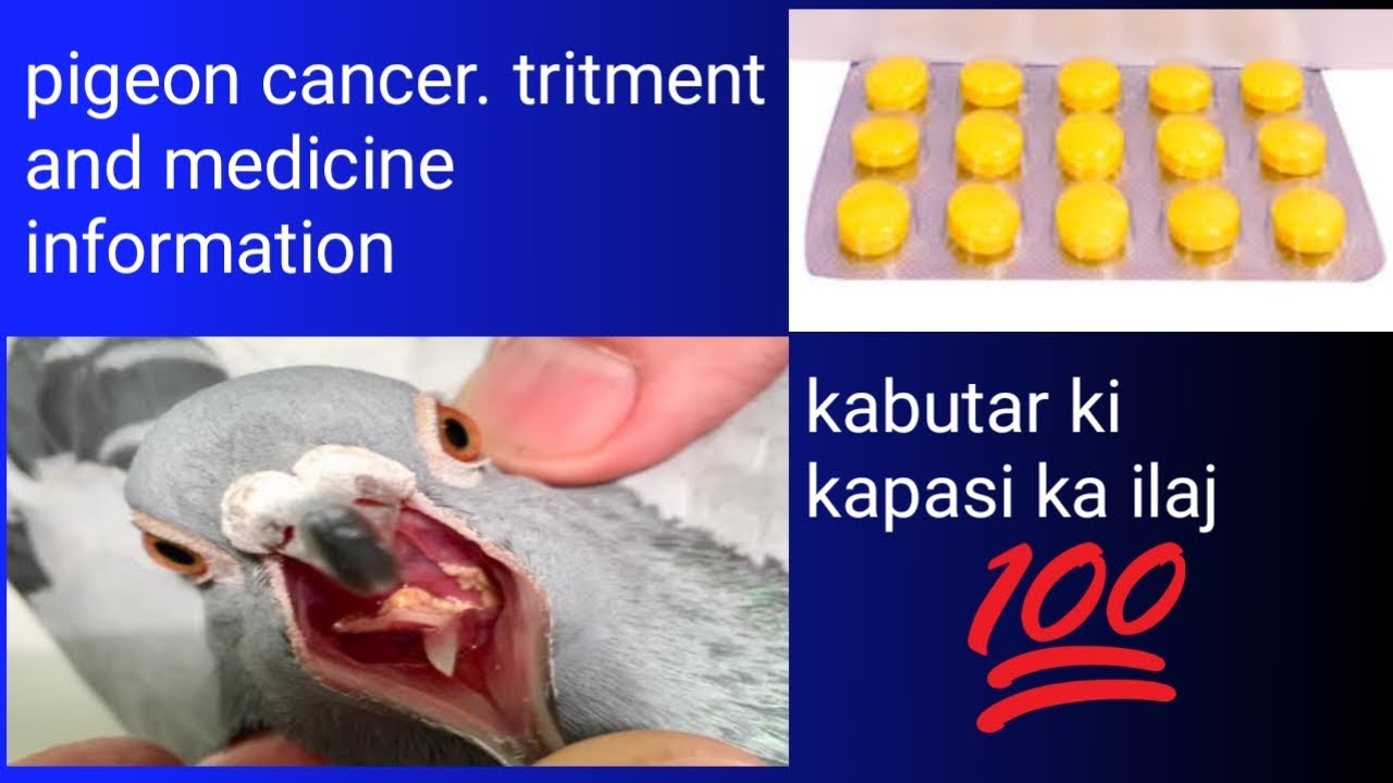 Kabutar ki kapasi ka ilaj 100℅/ pigeon cancer medicine information. # ...