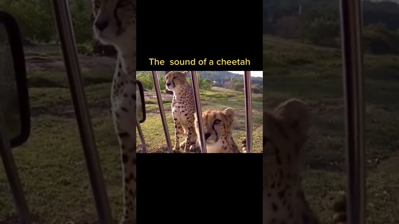 CRYING CHEETAH *SAD* - YouTube