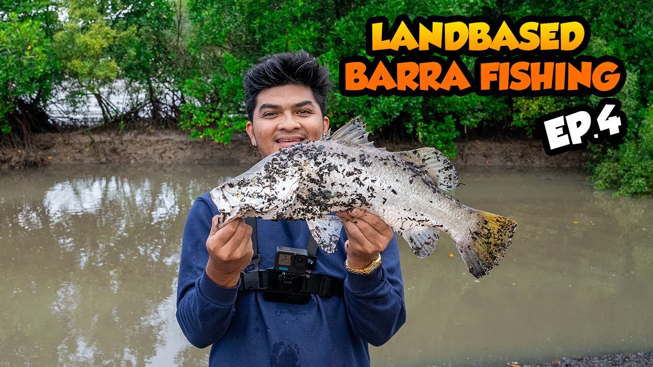 Creek full of Barramundi | landbased fishing in Cairns - YouTube
