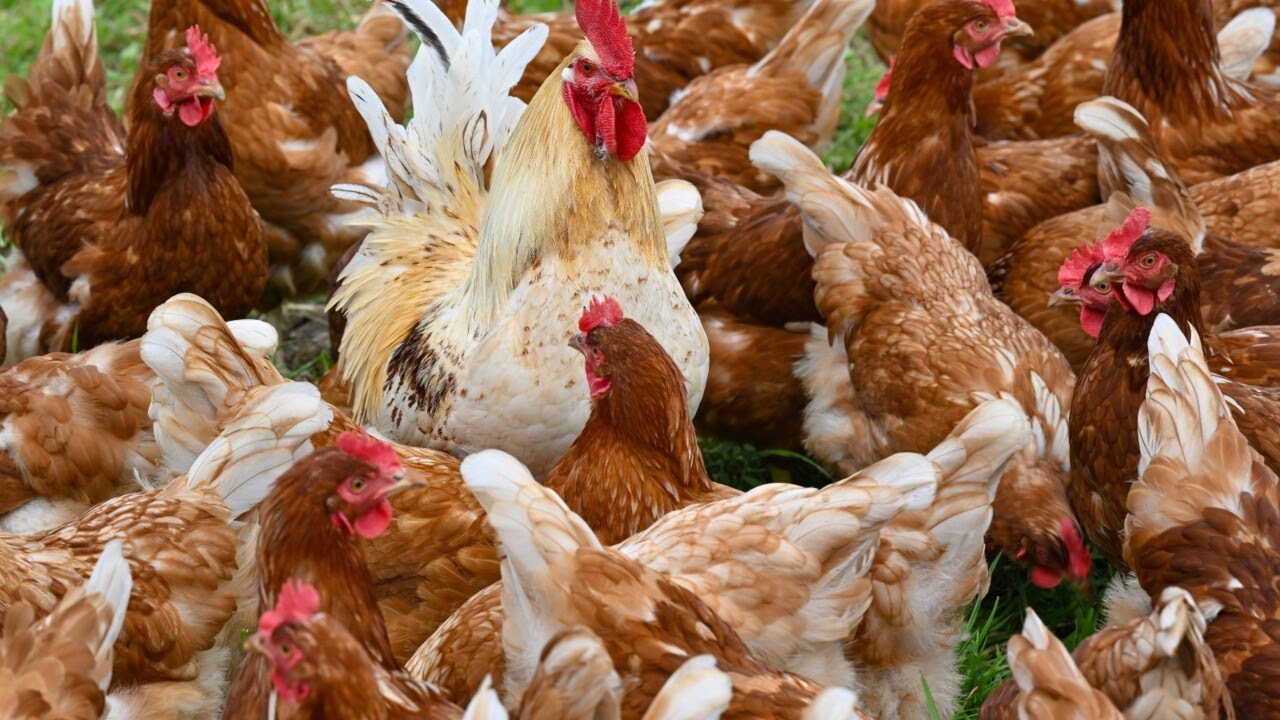 Hundreds of thousands of chickens killed in Vic to stop spread of bird ...