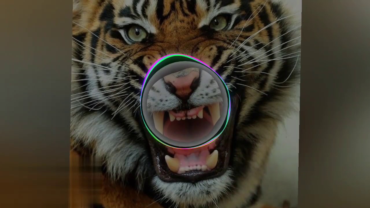 Animal sounds | animal sound for kids | tiger sound - YouTube