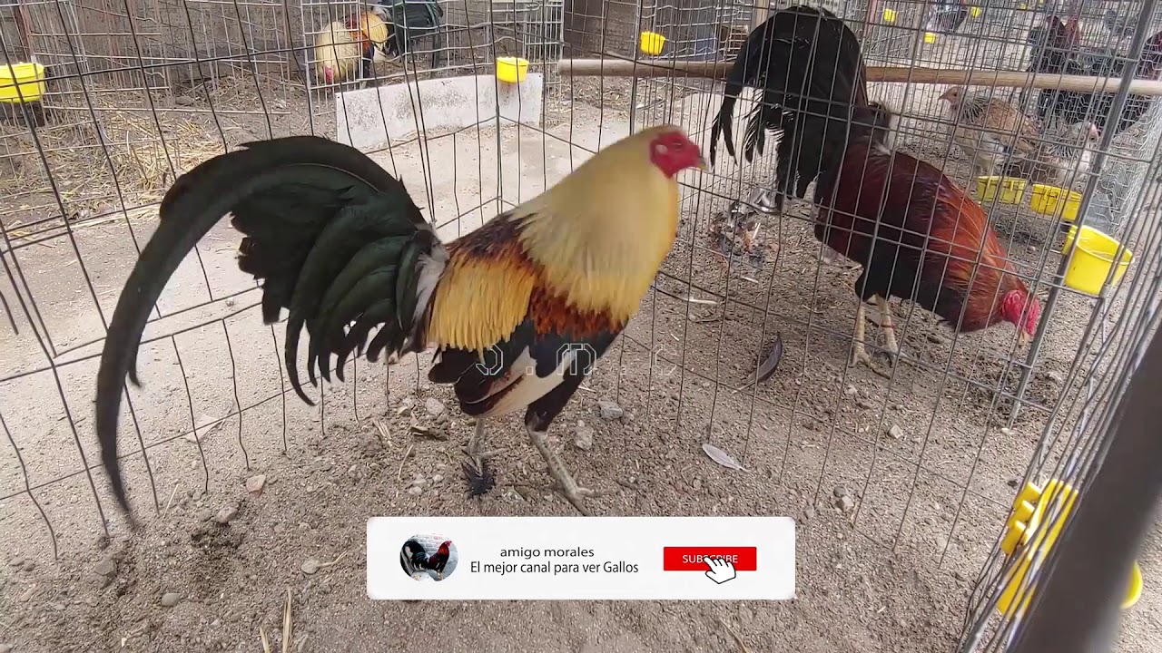 Un Giro Puckett con Hatch oscar akins, The best Rooster regular Grey ...