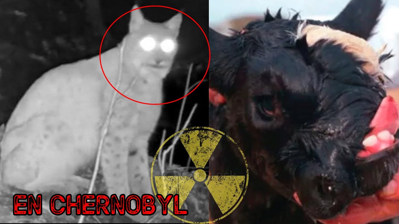 Top 7 Animales MUTADOS De CHERNOBYL - YouTube
