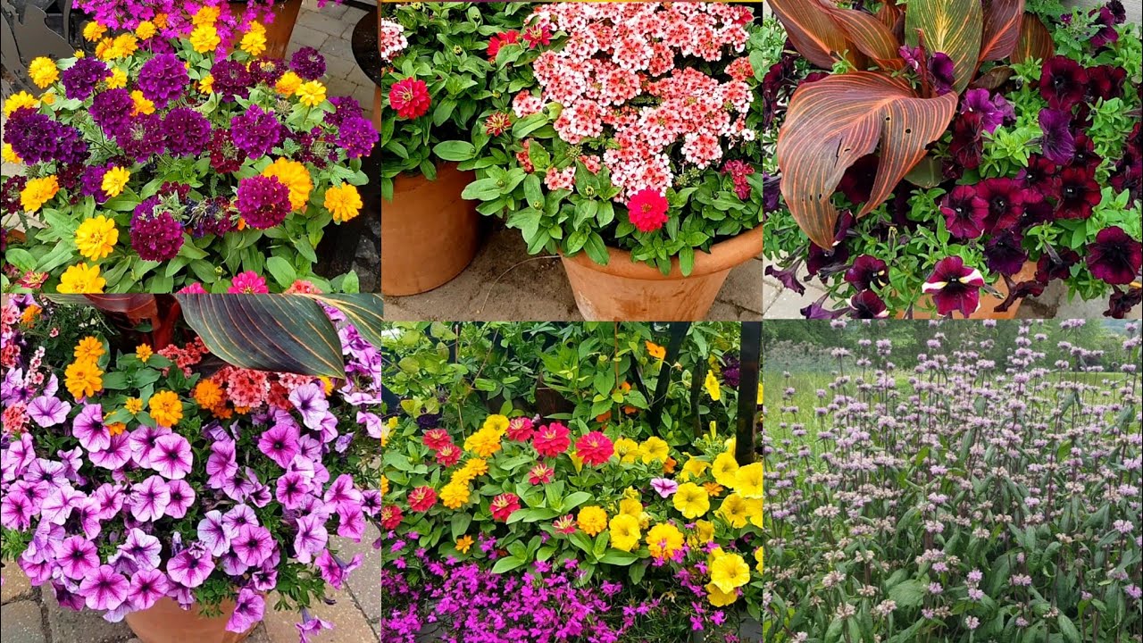 Trentham gardens tour June ~ container planting combinations and ideas ...