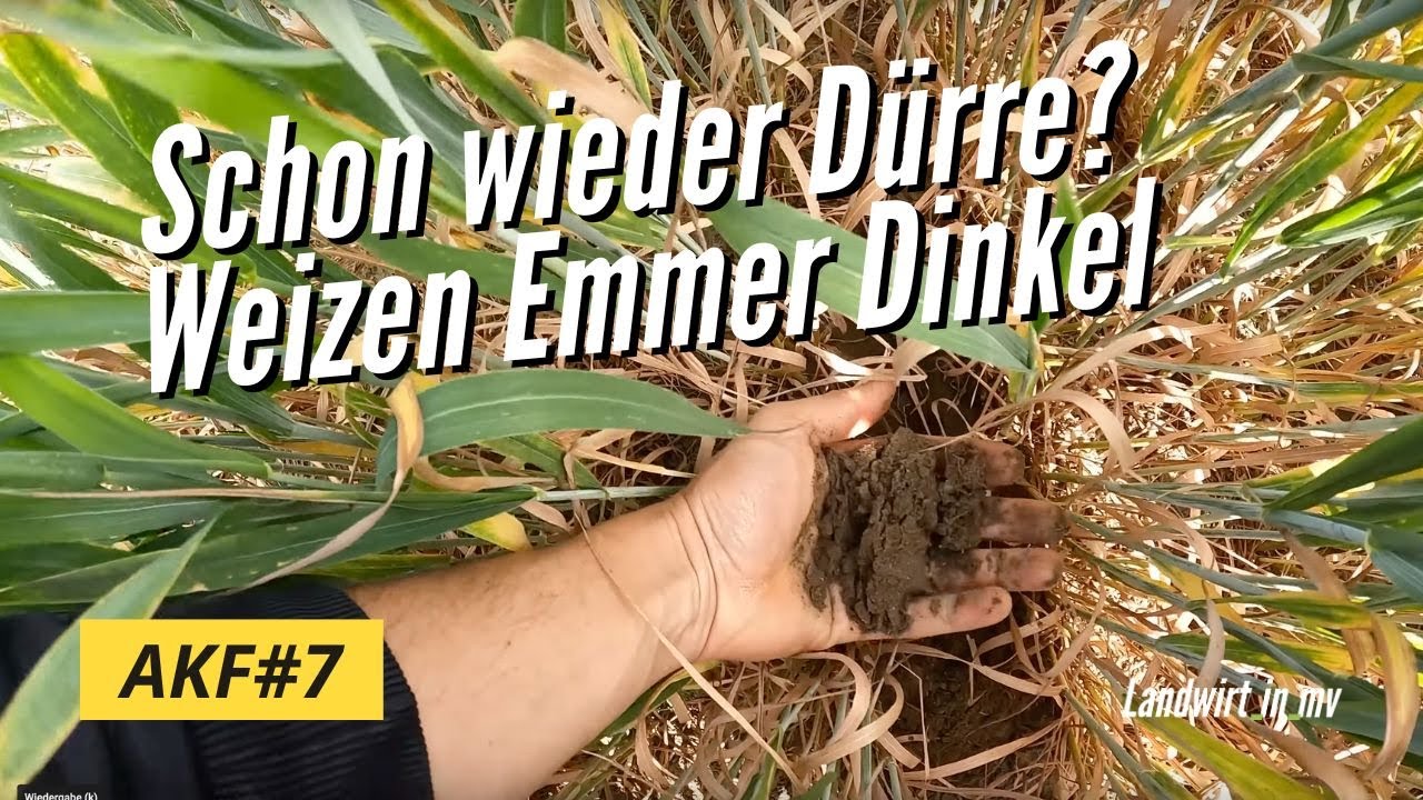 AKF #7 schon wieder Dürre? Weizen Emmer Dinkel. - YouTube