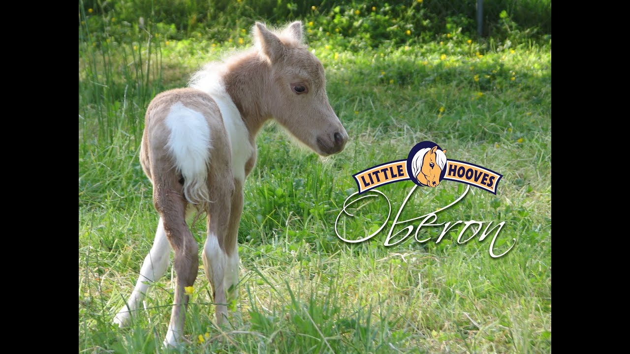 Little Hooves Oberon - One Day Old Miniature Horse Colt - YouTube