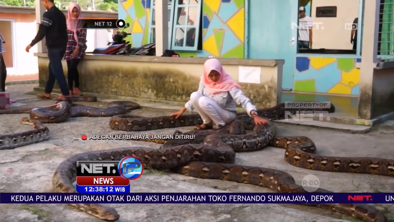 Berkunjung Ke Rumah Koleksi Ular Python - YouTube