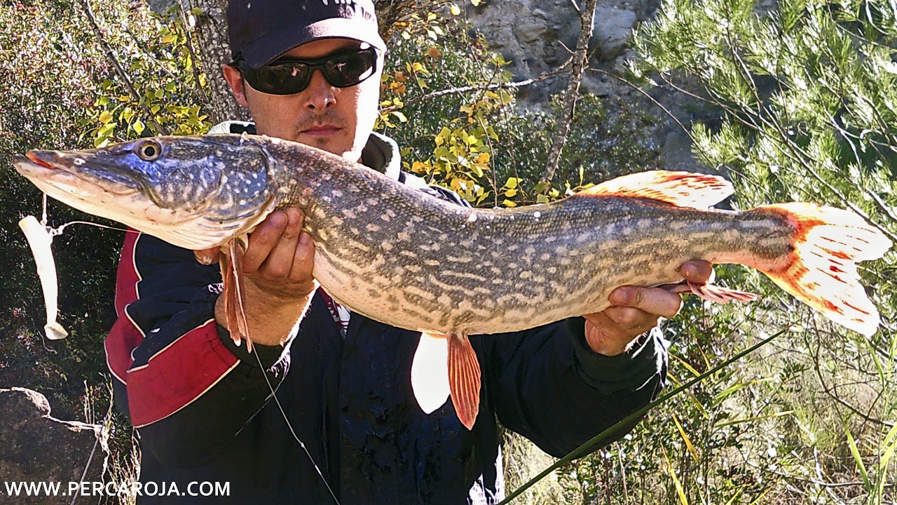 Pescando lucios a lance río: 3 lucios con Black Minnow - YouTube