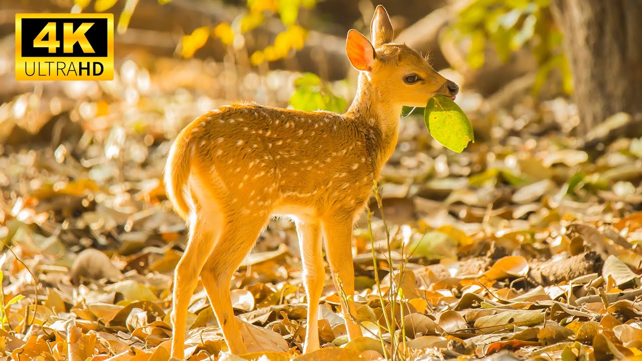 Cute Young Wild Animals With Relaxing Music - Scenic Relaxation Film ...