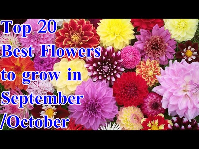 Best Flowers For September