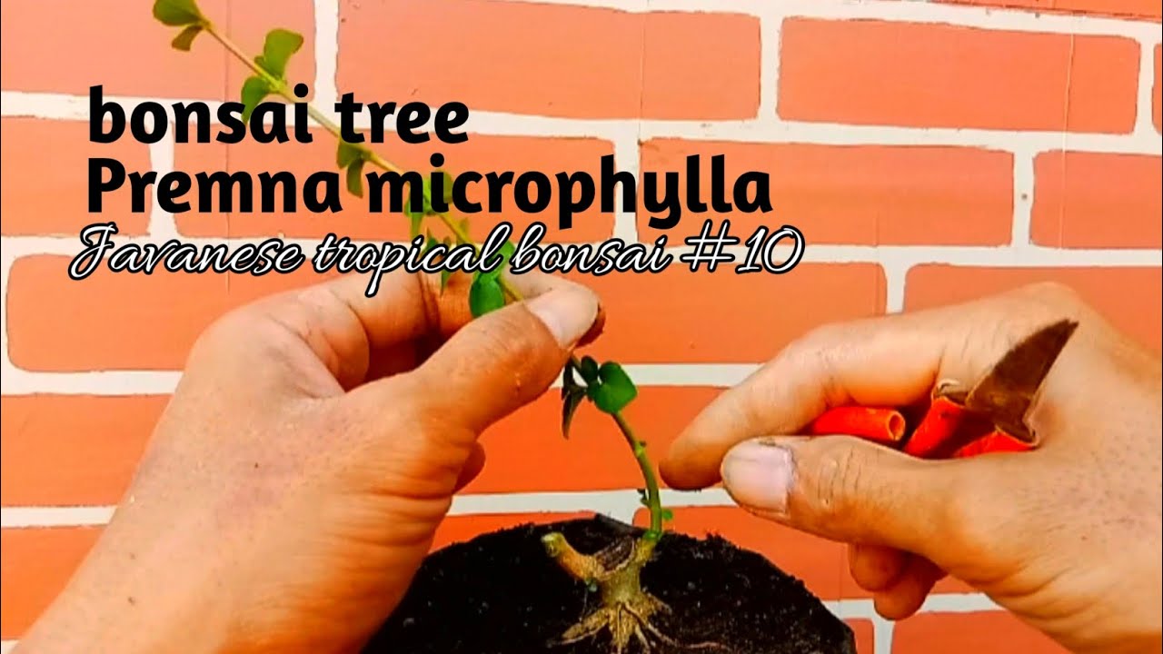 Bonsai mini premna microphylla #10 @Javanesetropicalbonsai - YouTube