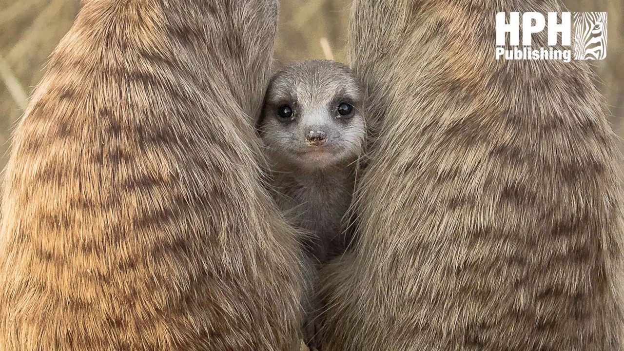Life in a meerkat family - YouTube