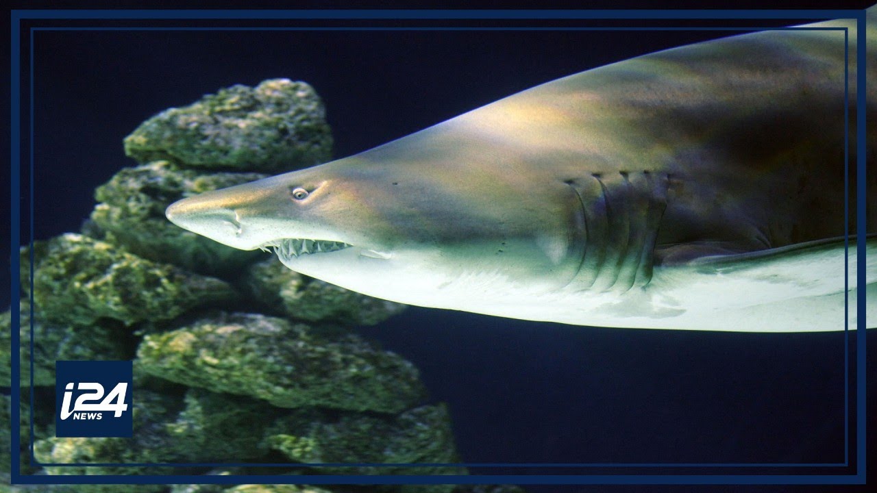 Shark attack in the Red Sea: Is Eilat in danger? - YouTube