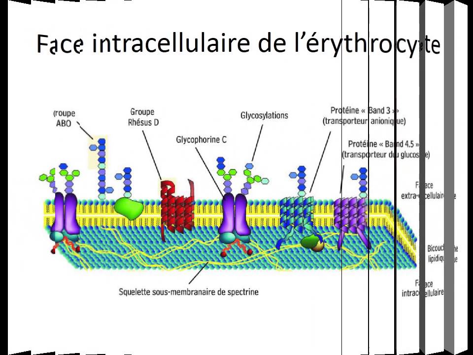 CYTOLOGIE Les constituants chimique de la membrane plasmique - YouTube