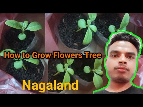 How to Grow Flowers Tree of Nagaland ♥️😲 - YouTube
