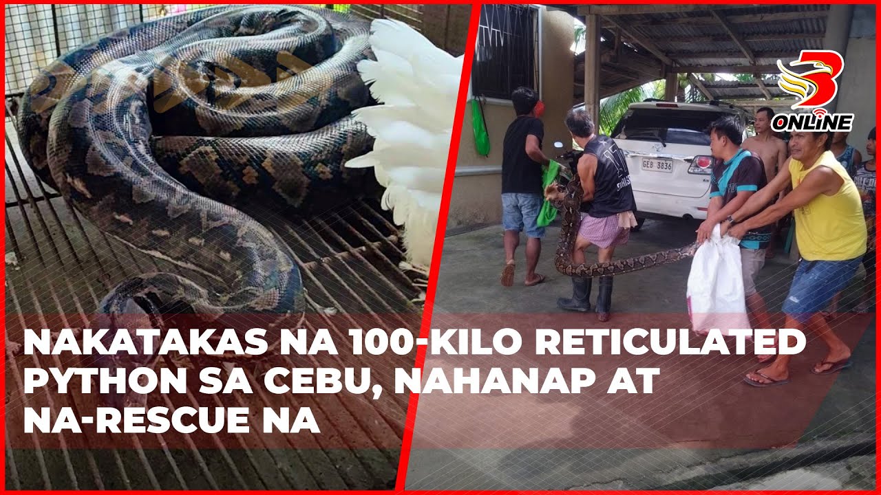 Nakatakas na 100 Kilo Reticulated Python sa Cebu, nahanap at na rescue ...