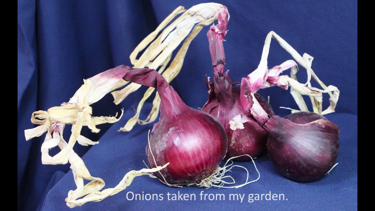 Onions with Terry Ludwig Pastels - YouTube