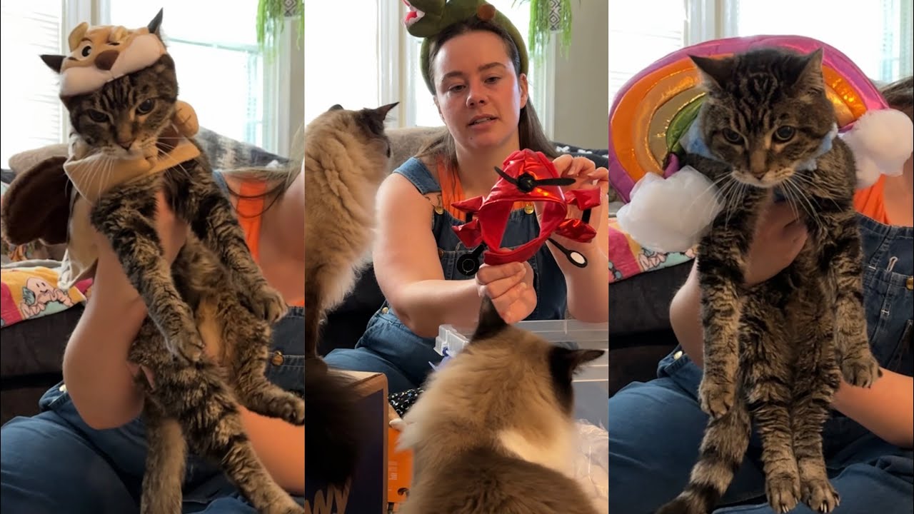 CAT HALLOWEEN COSTUME HAUL | potroastsmom - YouTube