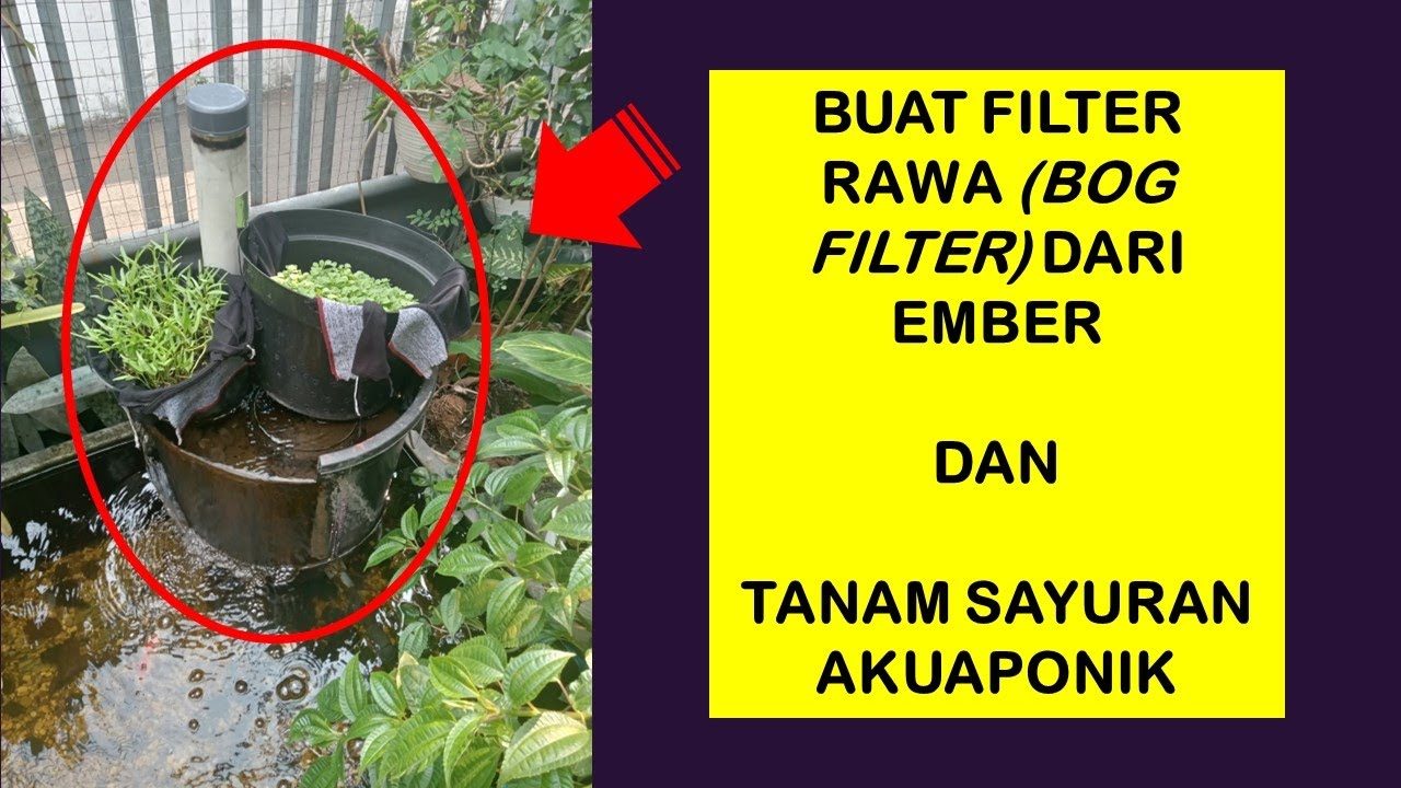 [DIY] Bog Filter Ember & Akuaponik - YouTube