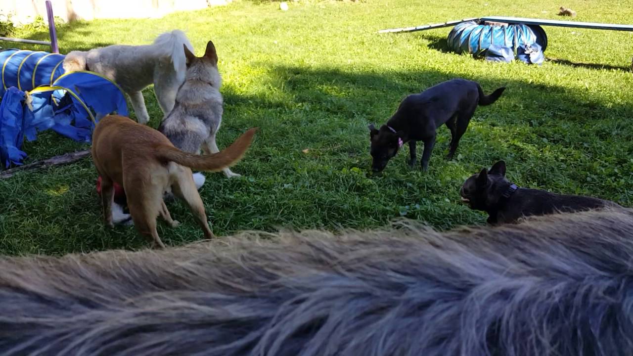 Nutty dogs having a good time - YouTube