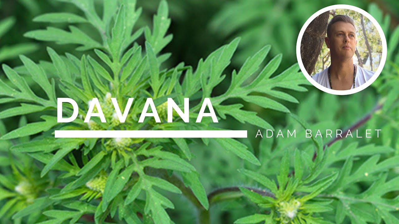 Davana - The Oil of Embracement - YouTube