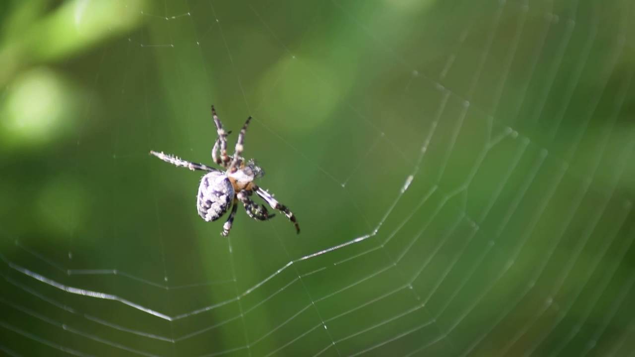 Stavba sítě - Web Making | Křižák obecný (Araneus diadematus) - YouTube