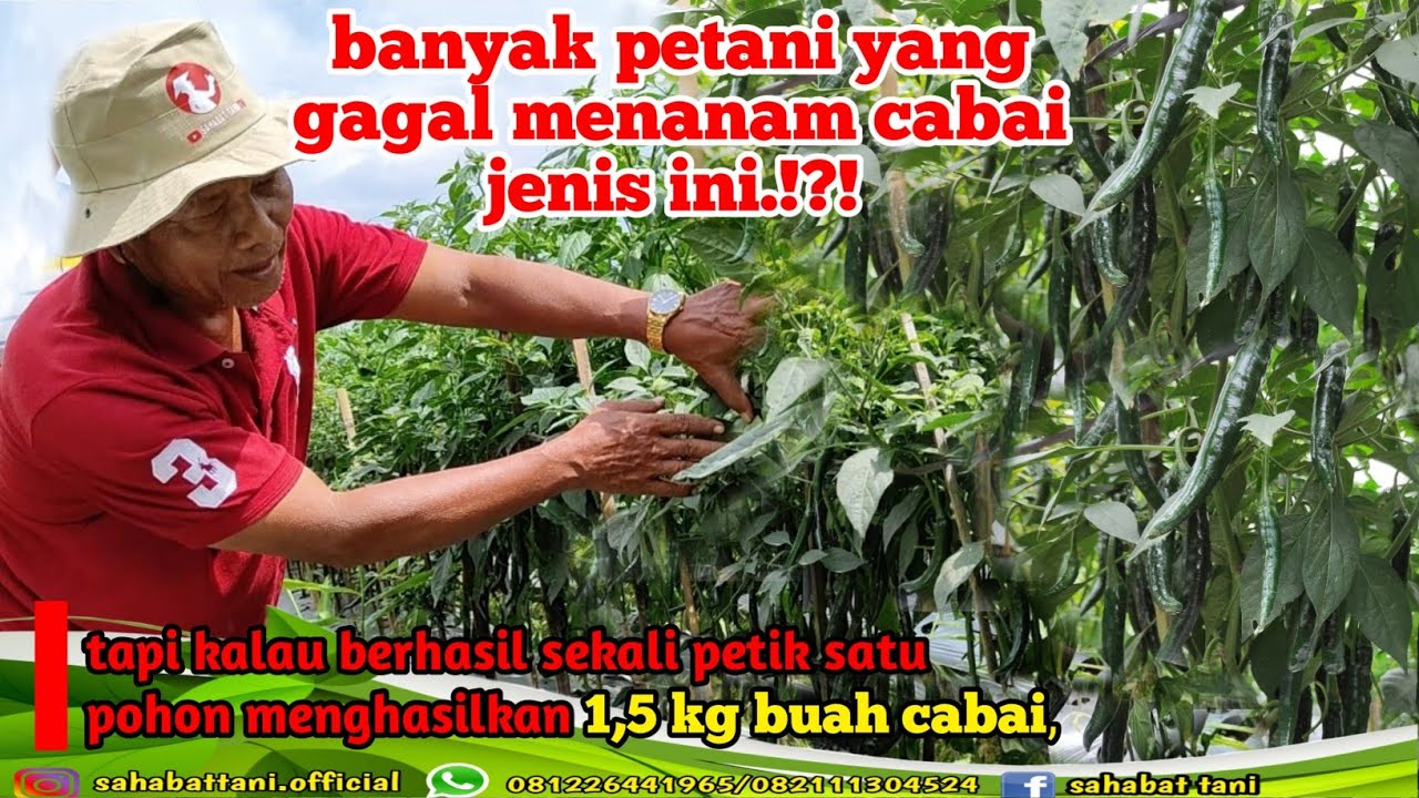Cara tanam cabai rawit tumpangsari - YouTube