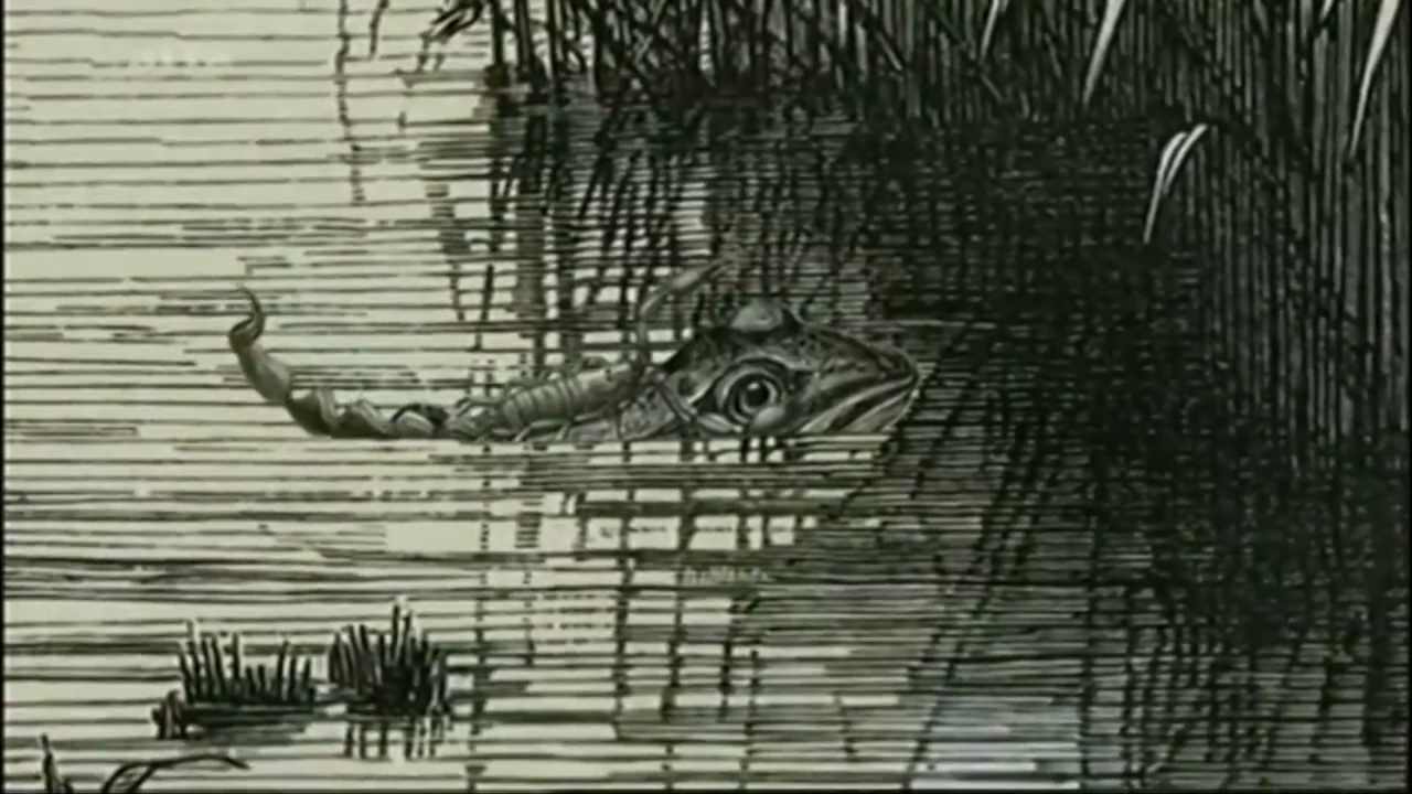Skorpion und Frosch_Fabel - YouTube