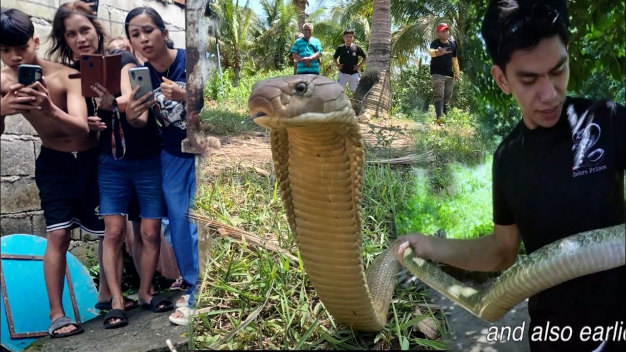 ANIM NA ANG KANILANG NAP4T4Y AT KING COBRA SA LOOB NG BAHAY ANG NAHULI ...