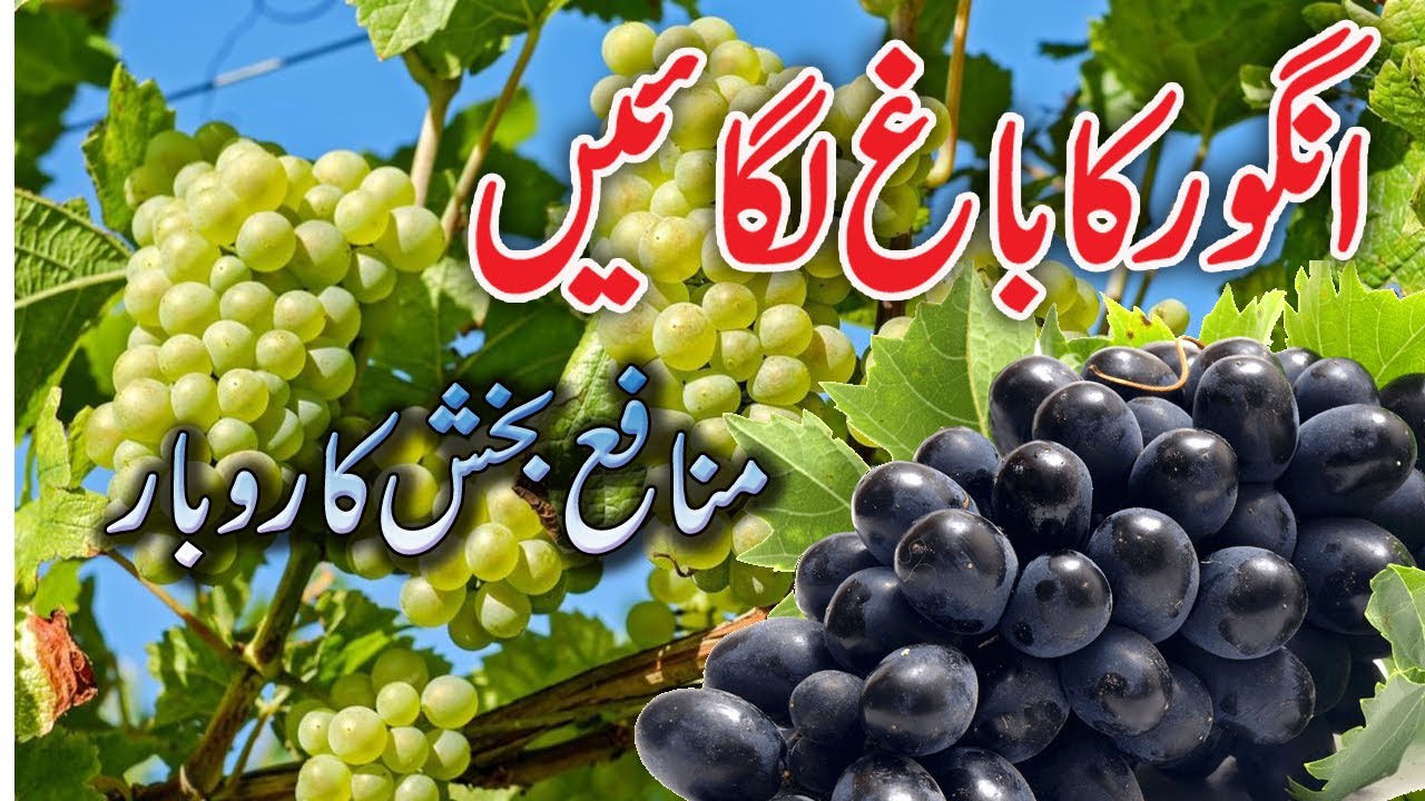 Grapes farming profitable business | Grapes farming in pakistan ...