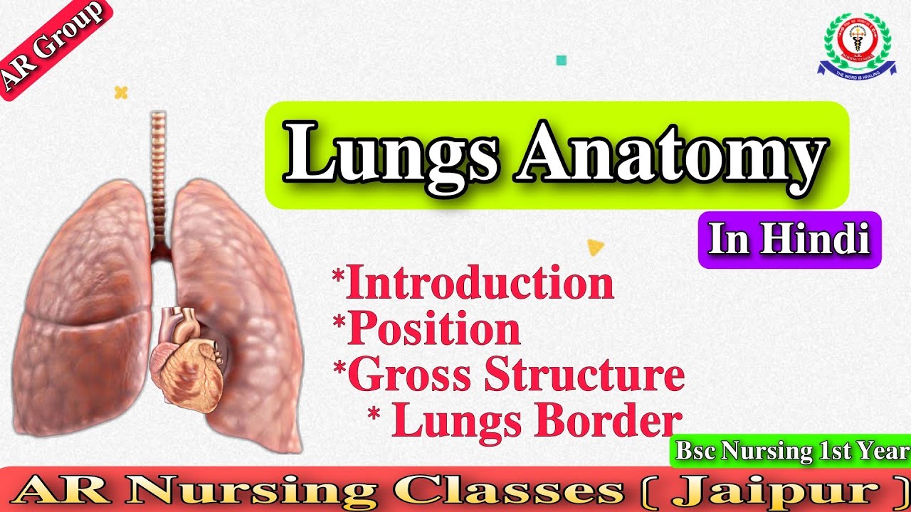 Lungs Anatomy In Hindi L Bsc Nursing 1st Year YouTube lungs-anatomy-in-hindi-l-bsc-nursing-1st-year-youtube