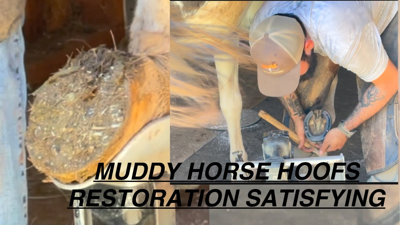 HOOF RESTORATION / SATISFYING HORSES HOOF - YouTube