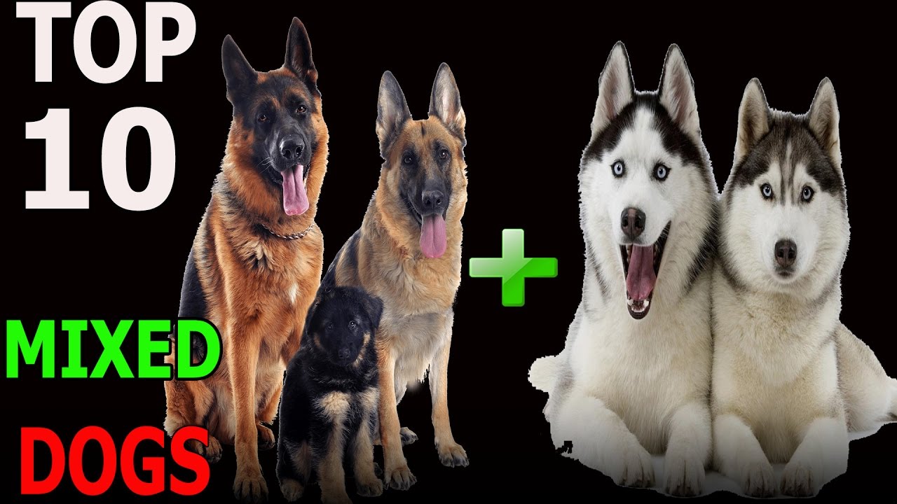 Top 10 incredible mixed dog breeds | Top 10 animals - YouTube