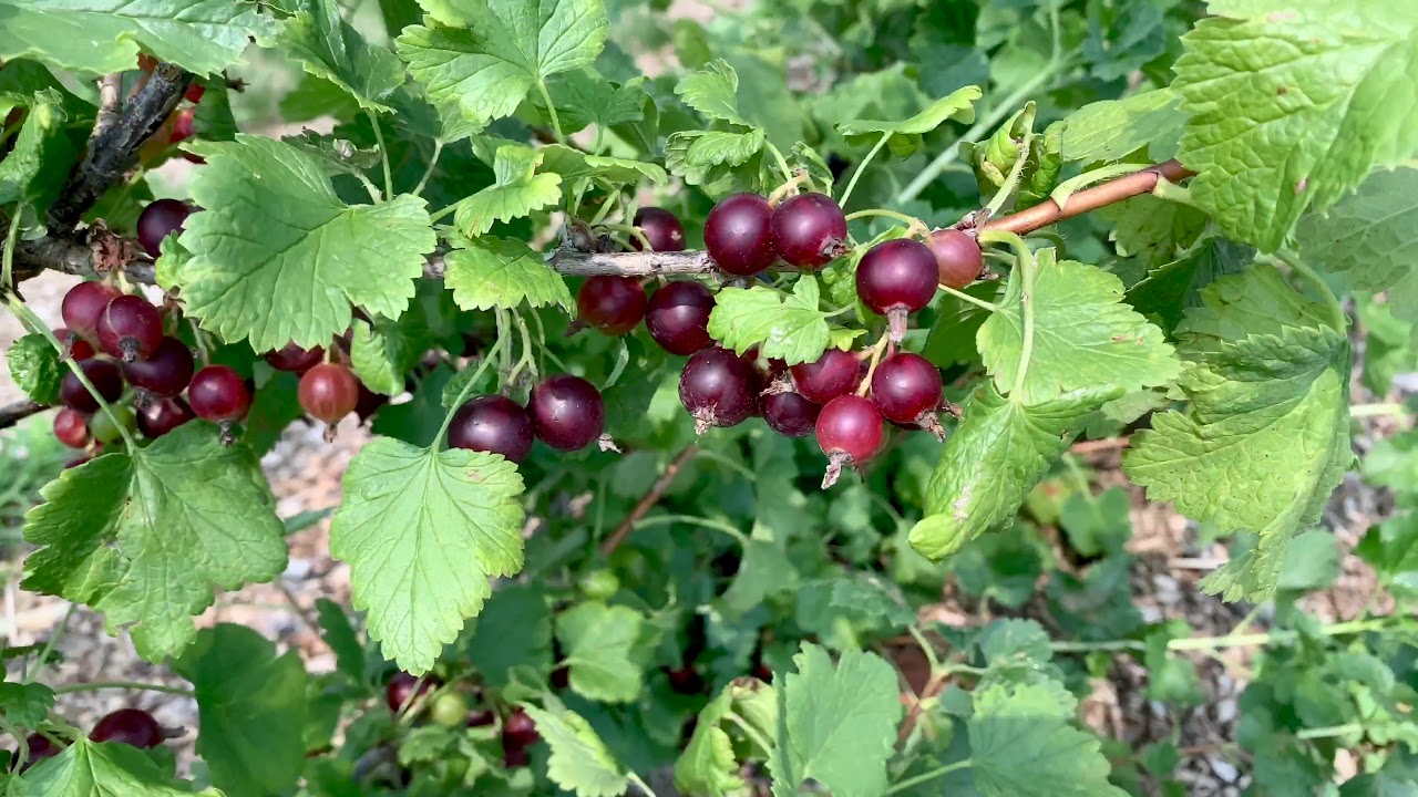 Jostaberry Garden. How to grow and harvest Jostaberry. Jostaberry farm ...