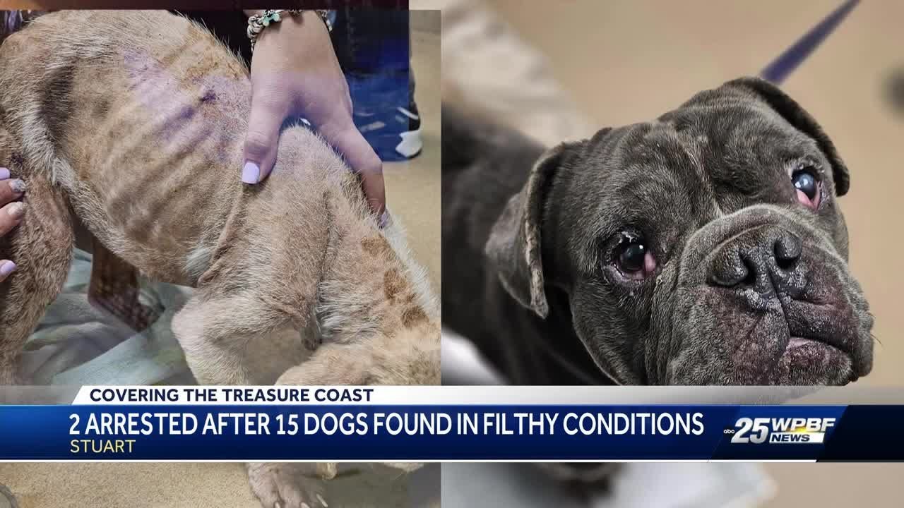 Multiple dogs seized from filthy living conditions in Stuart home - YouTube