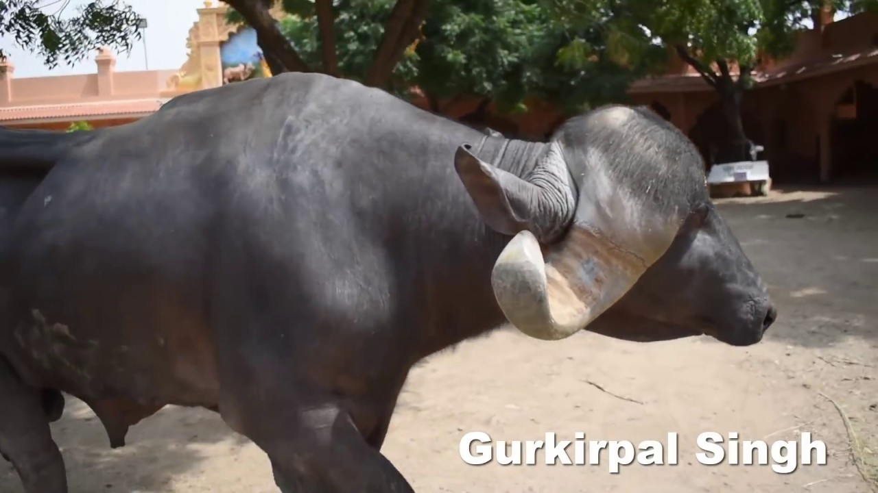 जोरदार जाफराबादी झोटा | Worlds tallest Jafarabadi bull from Sarangpur ...