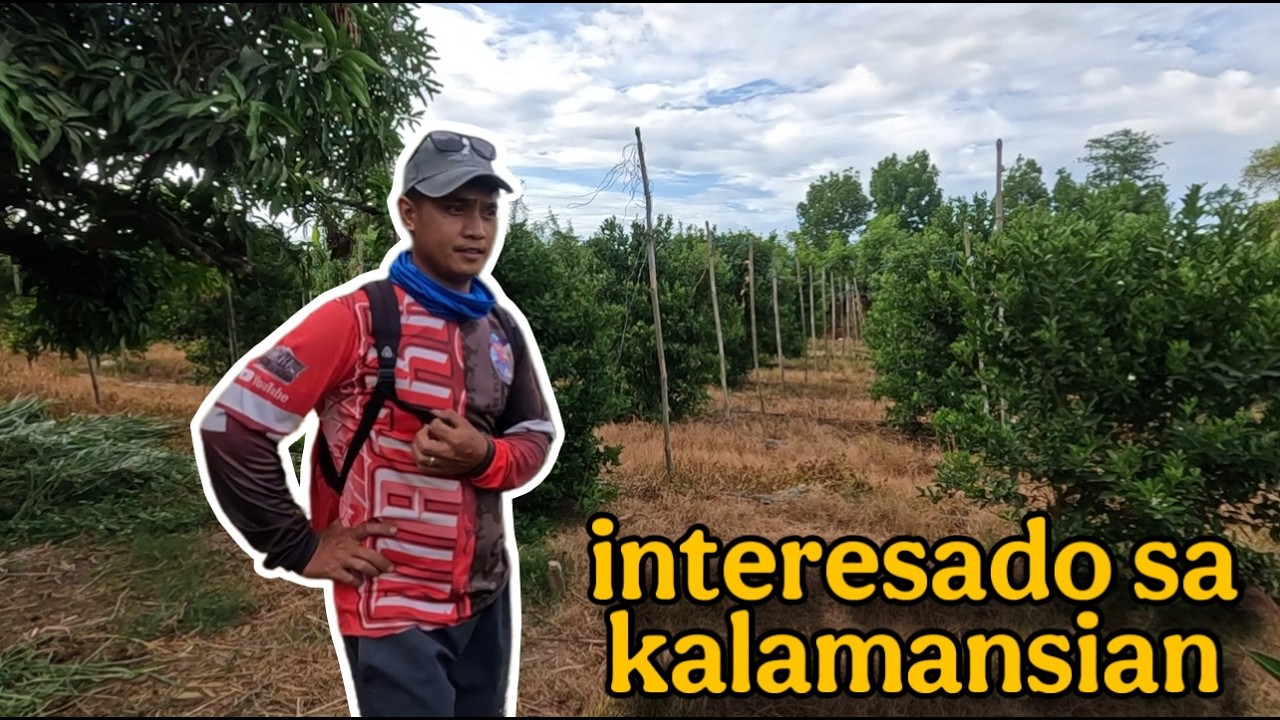 KALAMANSI FARM FOR RENT NA FOR 10 YEARS - YouTube