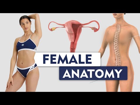 Female Anatomy of Human Body & Reproductive System