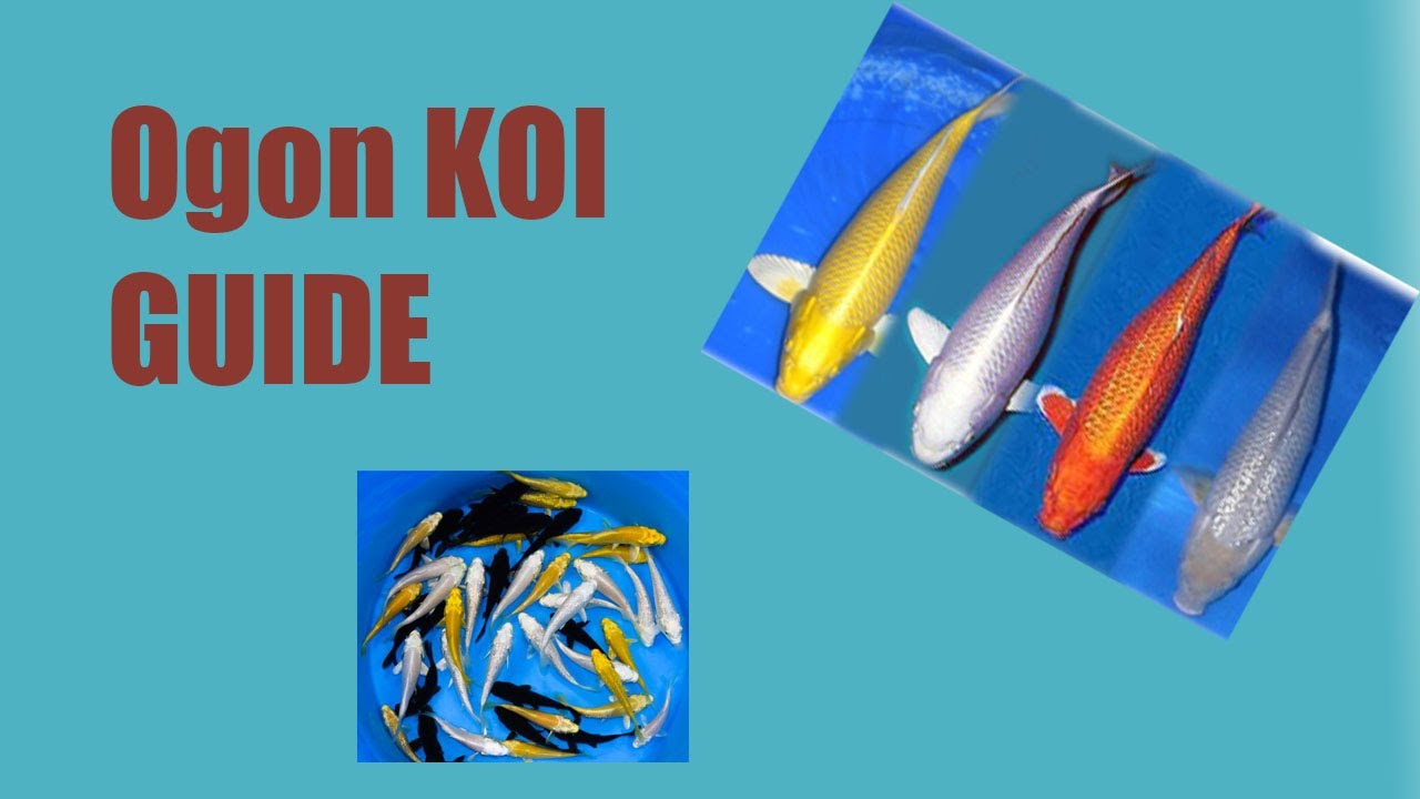 What colors are Ogon Koi variety ? - YouTube