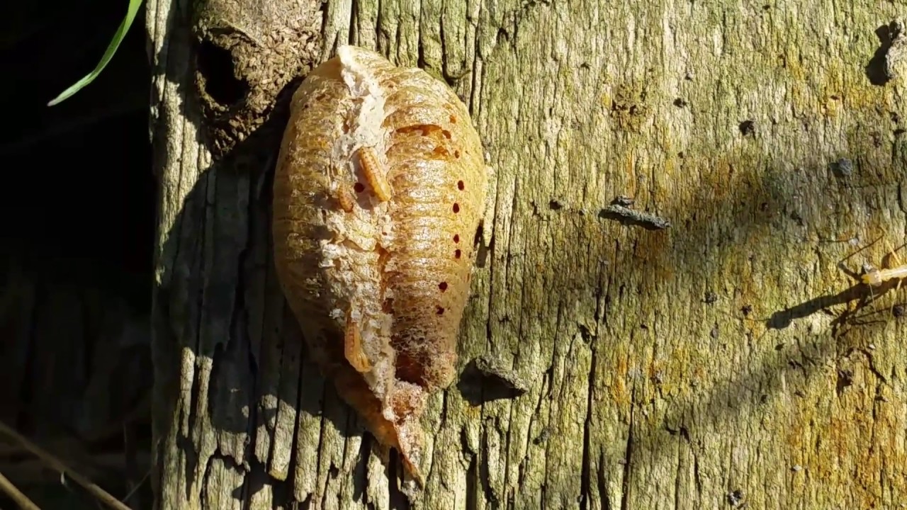 Hatching of European praying mantis egg / Schlüpfen der Europäischen ...
