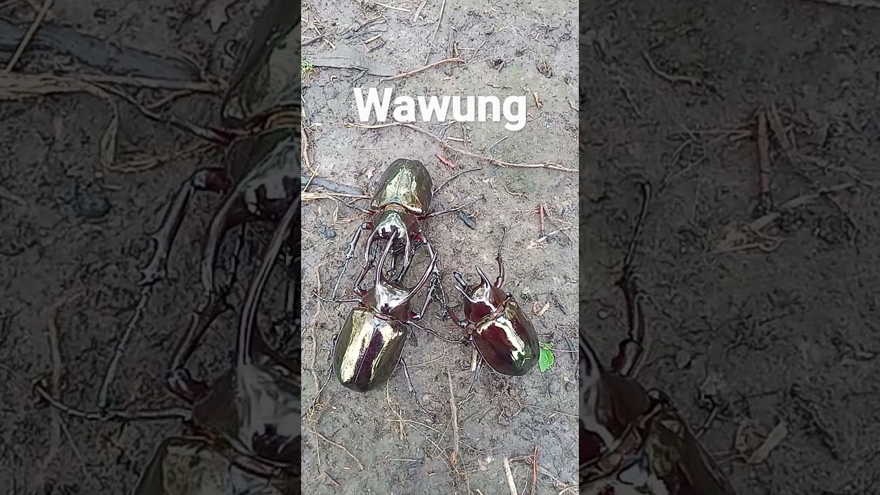 "pecinta hewan" wawung - #youtube #shorts - YouTube