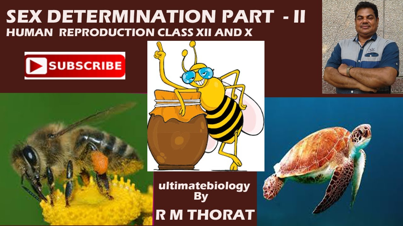 Sex Determination Part II Honey Bee And Other Organism Human ...