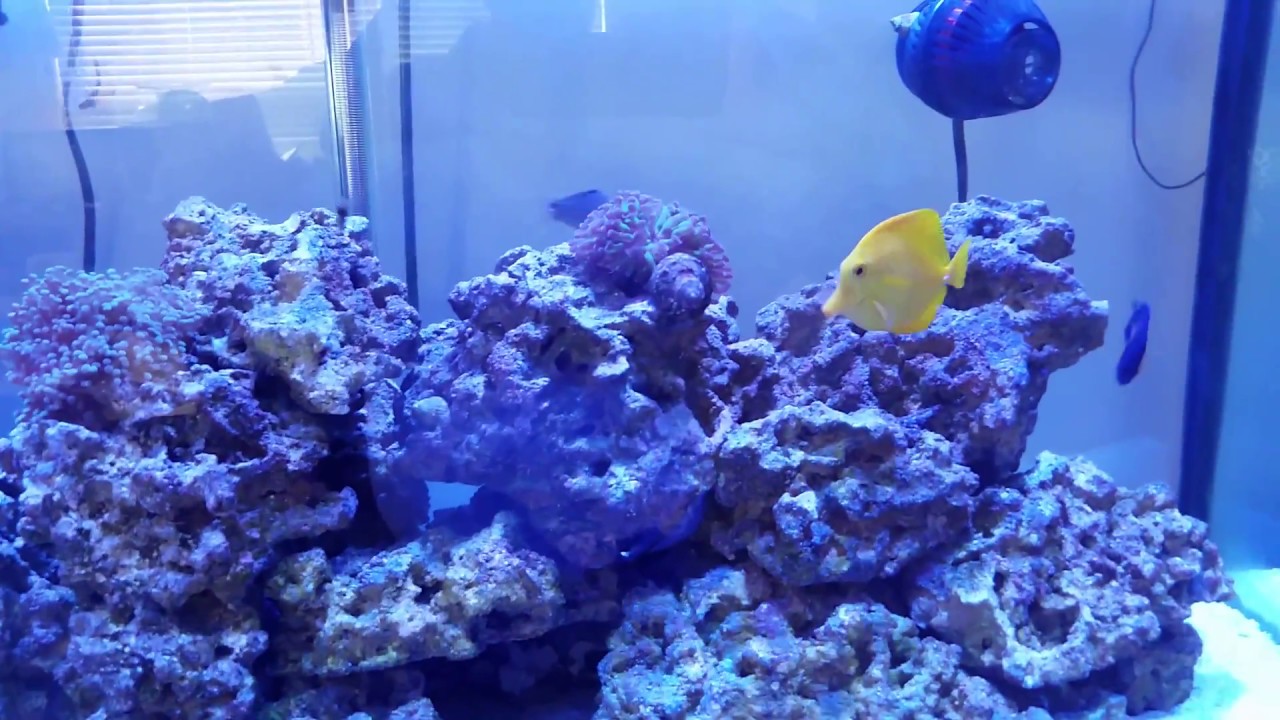 Yellow Tang and Coral Beauty feeding 2 - YouTube