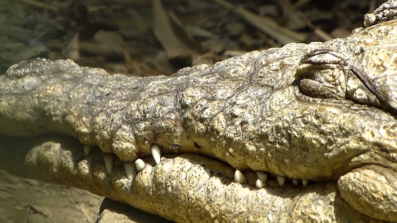 #4679, Colmillos de un gran cocodrilo [Raw], Animales del zoológico ...