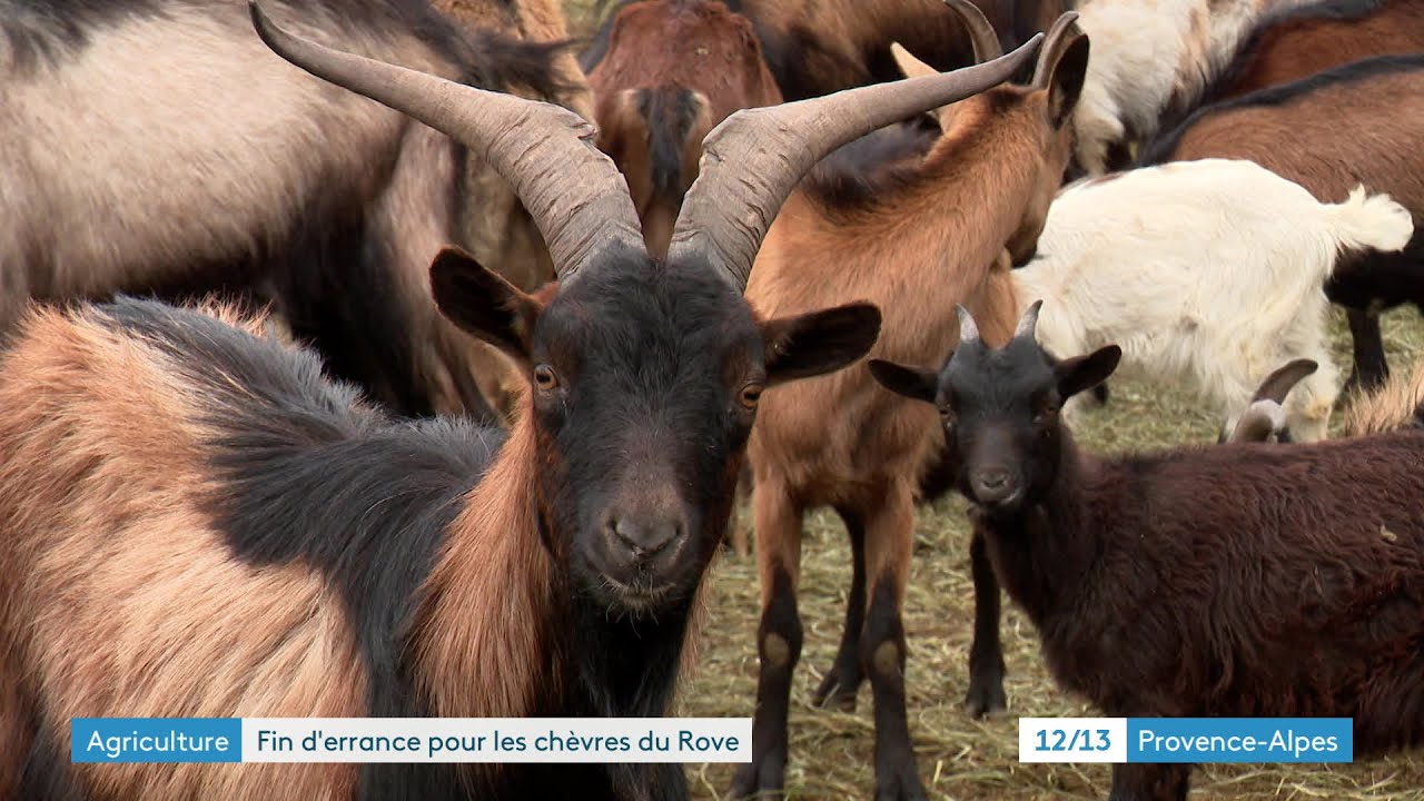 Agriculture : les chèvres du Rove récupérées par un berger - YouTube