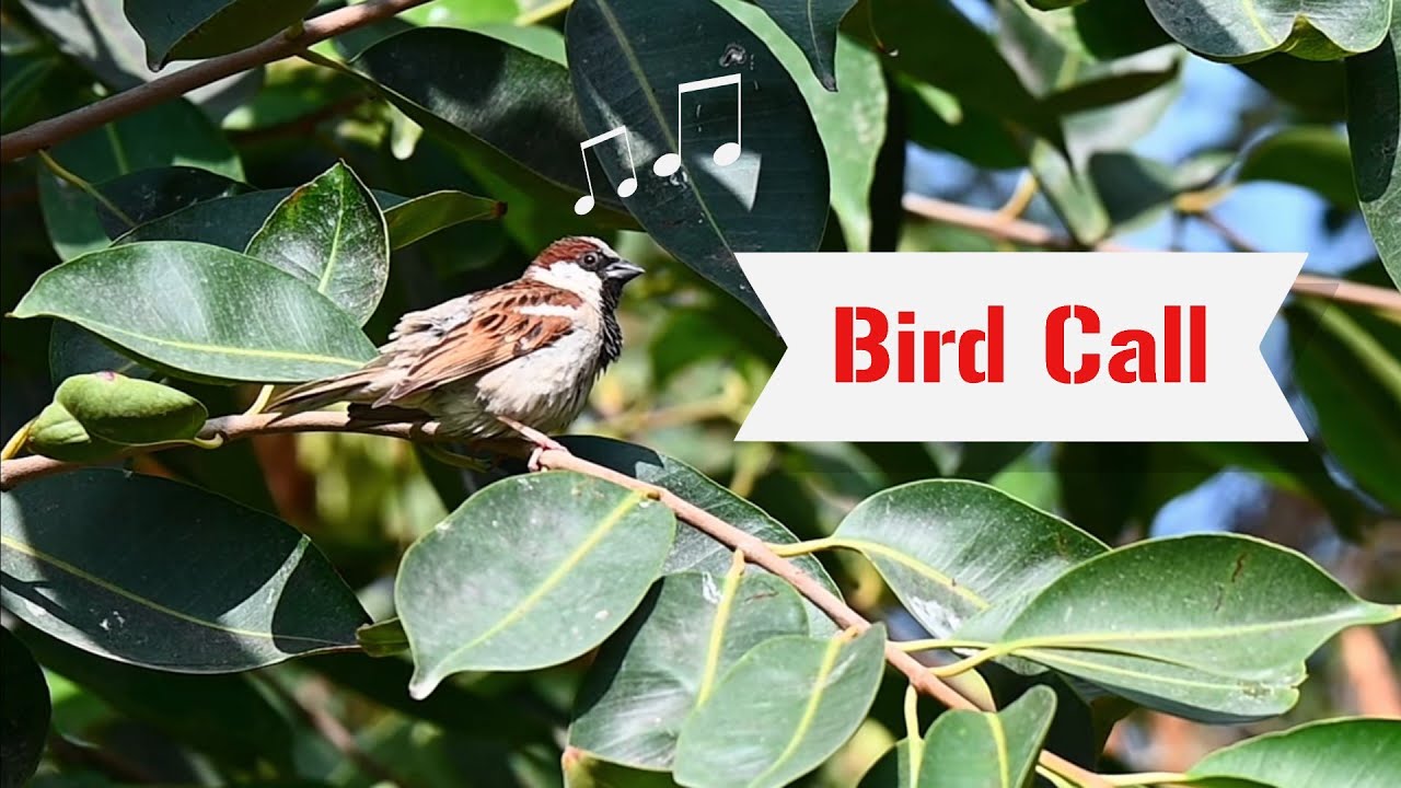 Bird Call | House Sparrow | Sound Effect | HD Video - YouTube