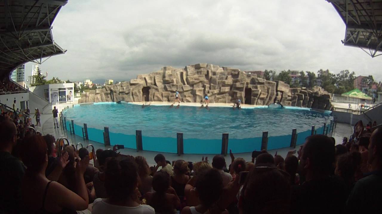 Batumi dolphinarium full show - YouTube