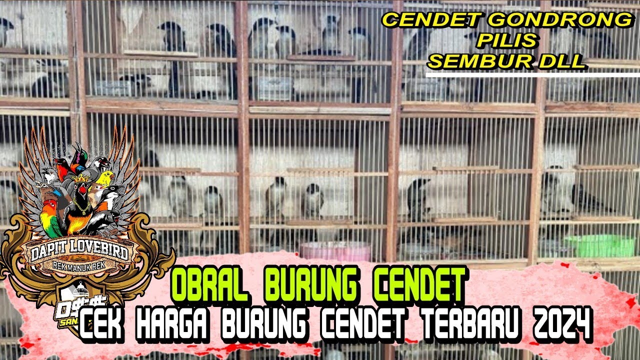OBRAL BURUNG CENDET !!! CEK HARGA BURUNG CENDET TERBARU 2024 - CENDET ...