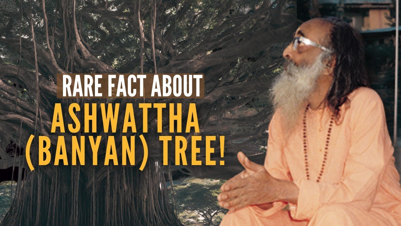 43 of 108 | Rare fact about Ashwattha (Banyan) Tree! | Swami ...