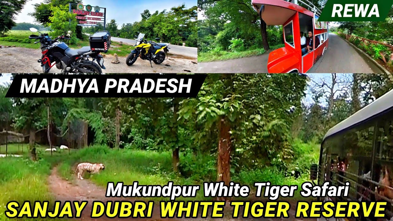 Mukundpur White Tiger Safari | Rewa Land of White Tigers Madhya Pradesh ...